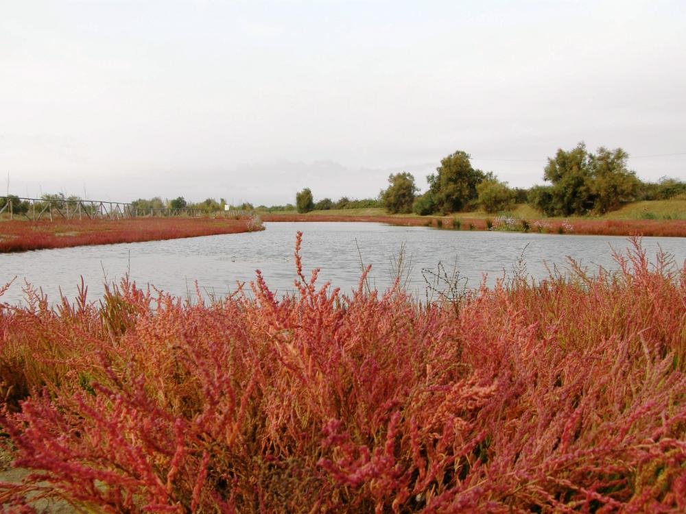 Oasis of Ca’ Mello - Water Museums of Venice