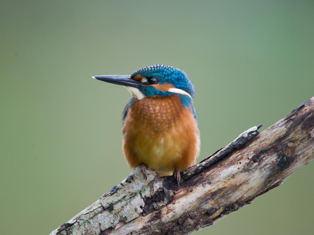 Oasis of Ca’ Mello - Water Museums of Venice
