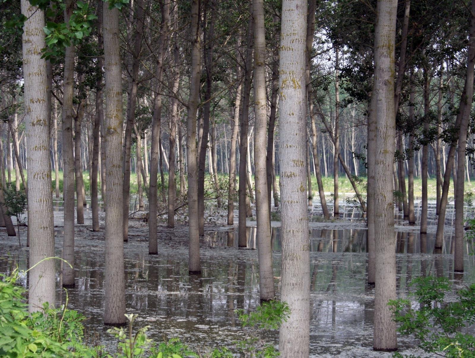 Borgo fluviale di Santa Maria in Punta - Water Museums of Venice