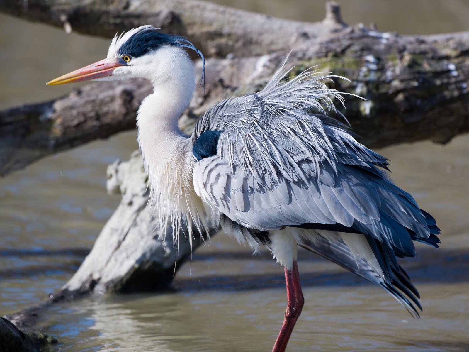 The Panarella floodplain - Water Museums of Venice